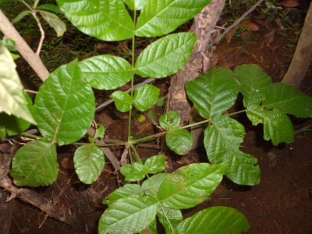 Stereospermum Tree - Palol | SL Flora