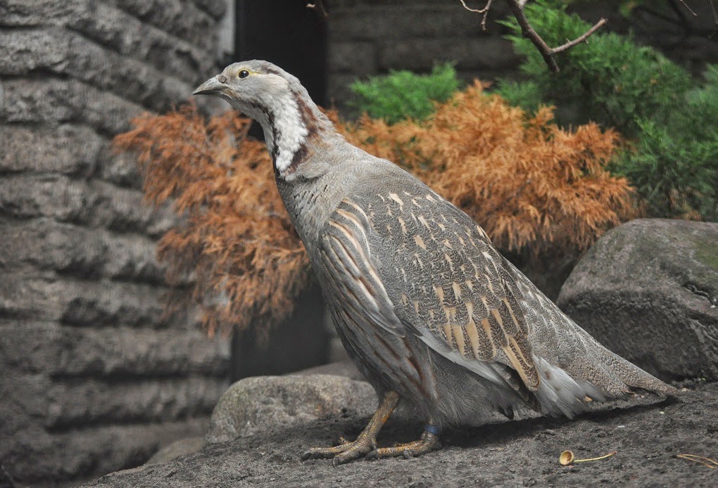 ZOOTOGRAFIANDO (6.100 ANIMALS): TETRAOGALLO DEL HIMALAYA / HIMALAYAN ...