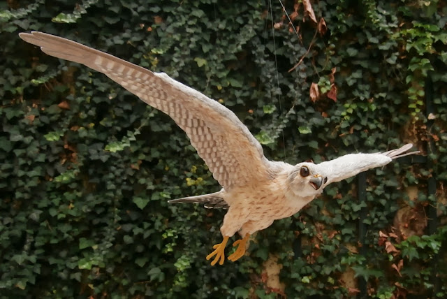 Elli's Animals: Merlin