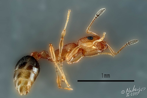 Biodiversidad Costa Granadina y ... (Fauna): Cardiocondyla emeryi
