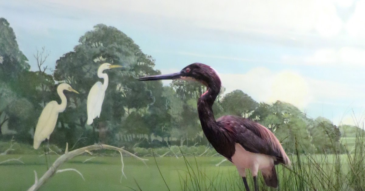 Hasty Pics: Bird Lifting