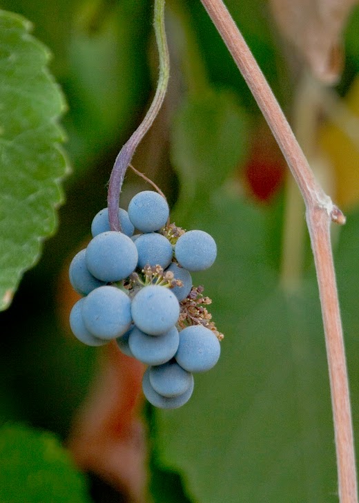 Trees Planet: Vitis girdiana - Desert Wild Grape