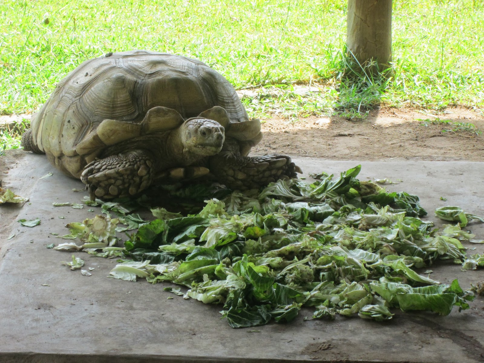 Onfroy-Curley au Togo: Parc animalier/Animal park Sarakawa