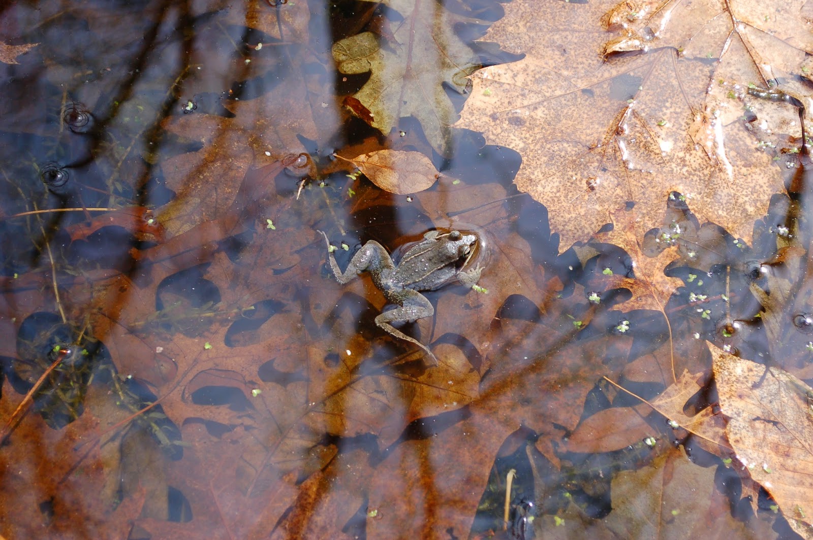 Native Plant Action Network: WOOD FROGS---"POLAR BEARS" OF THE ...