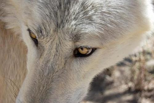 White Wolf : Do wolves use their "Eyes" to talk to each other? (Video)