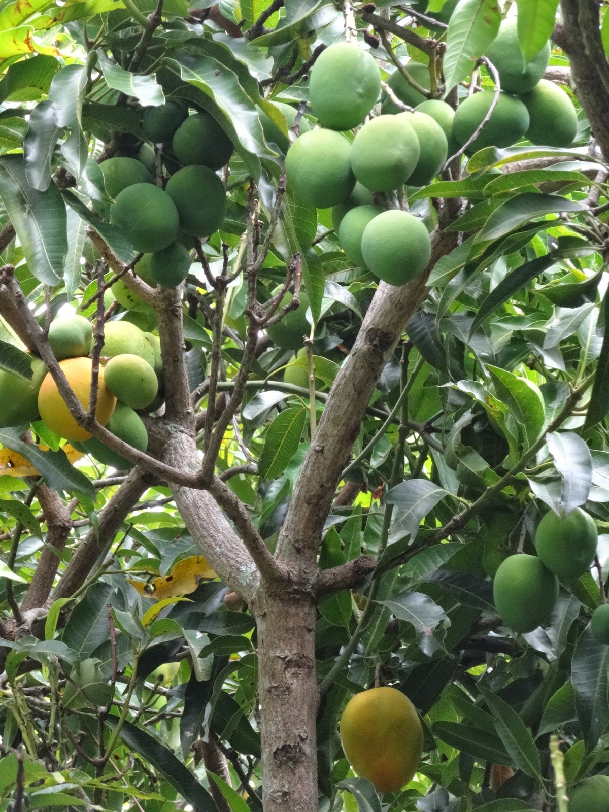 Footnotes: Recipe: Mango Cusnaca