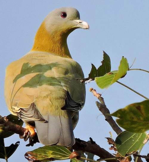 Yellow-footed (legged) green pigeon | Birds of India | Bird World