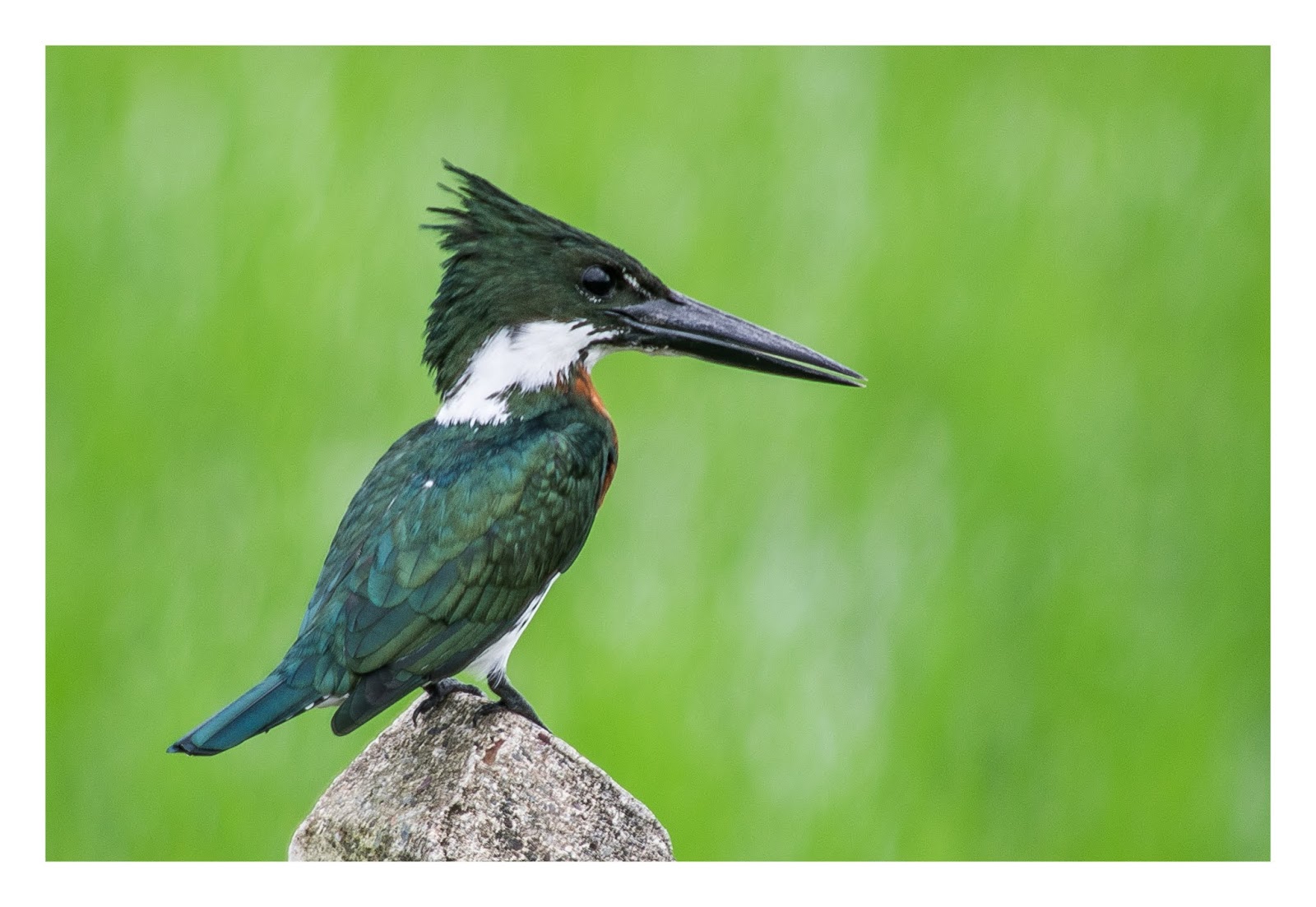 Aviturismo en el Meta abre sus alas - Agenda Hoy