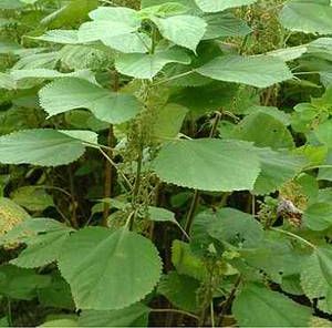 Rami Nedir, Rami Bitkisi, Rami Lifi Özellikleri - Tekstil Sayfası