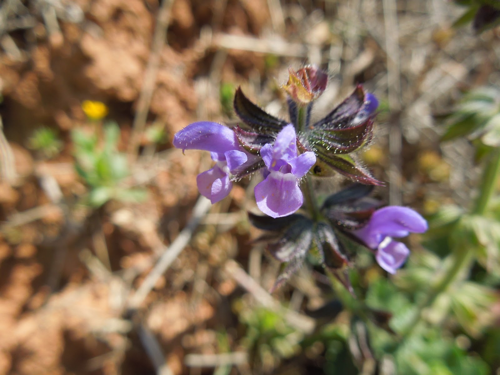 BÚGULA o CONSUELDA MEDIA - BOTÀNIC SERRAT