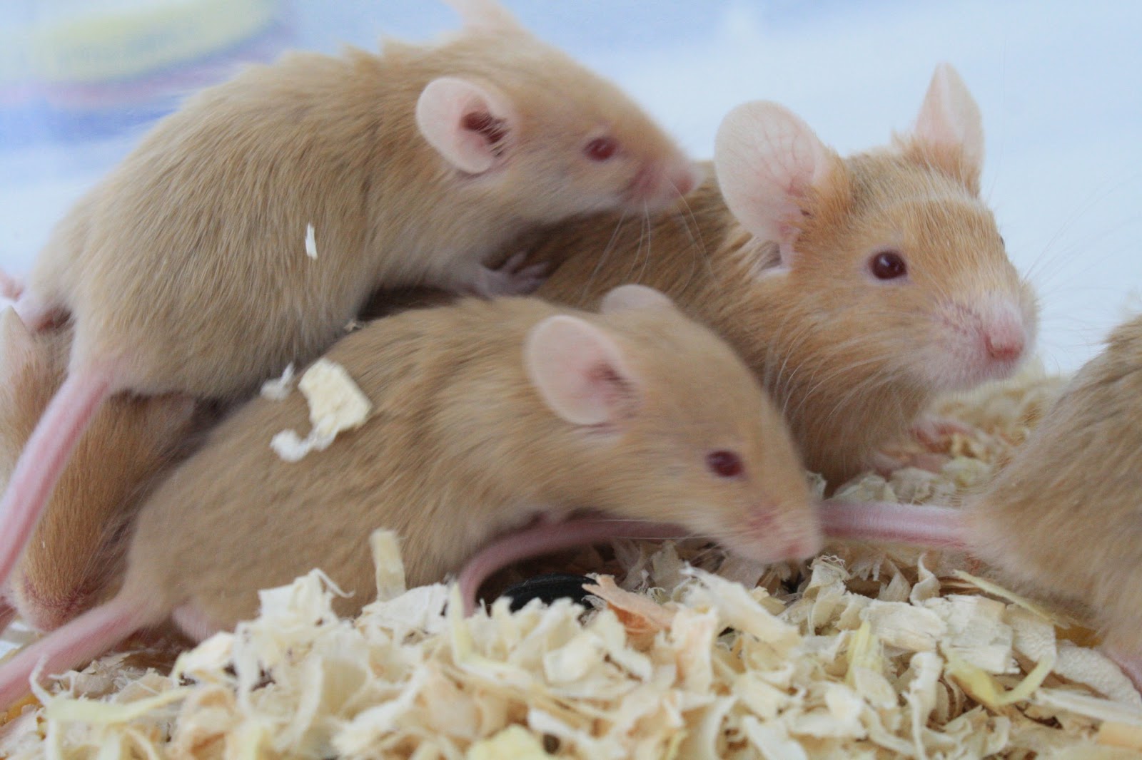 Mus Musculus: Comportamiento