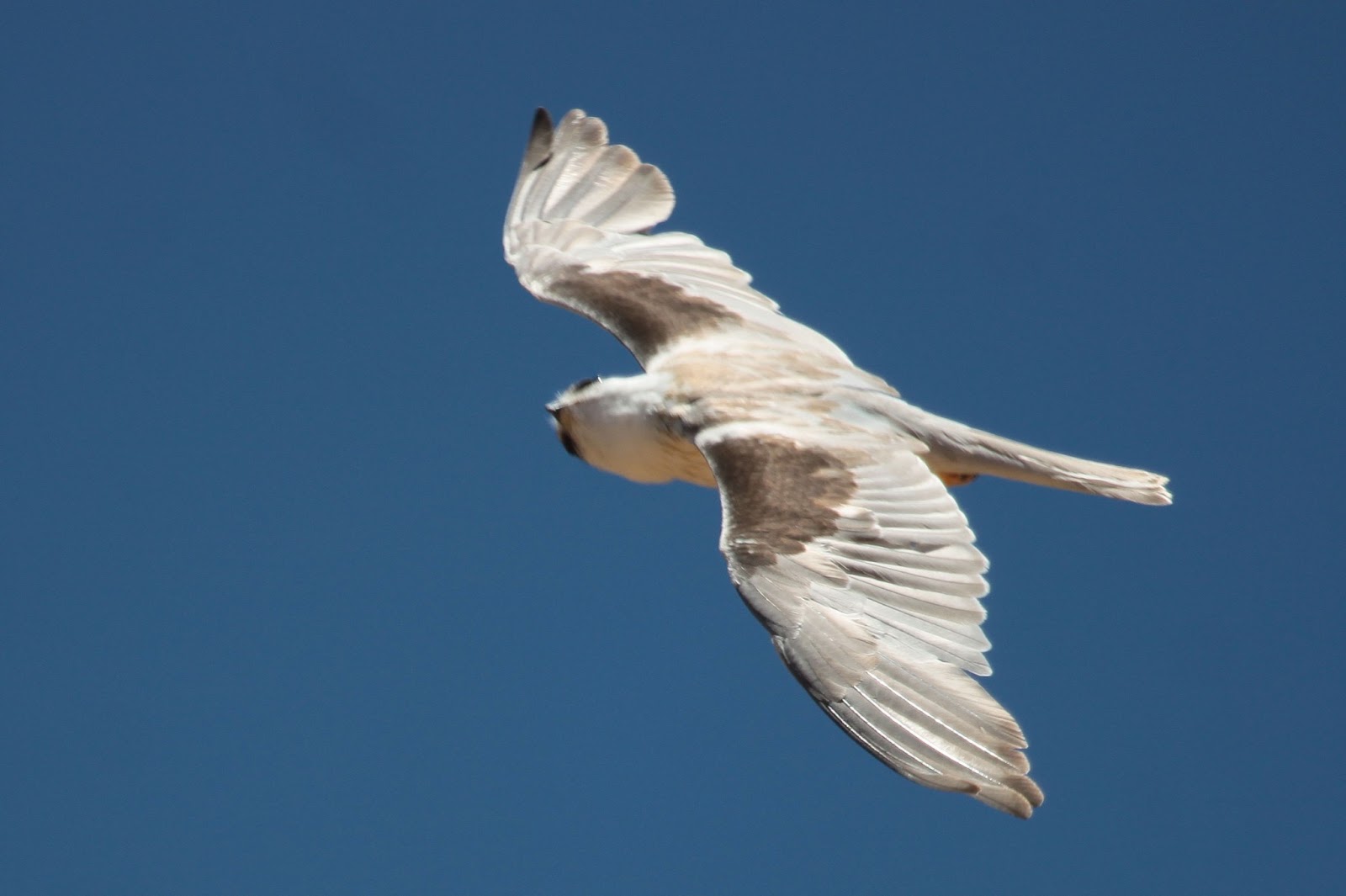 Richard Waring's Birds of Australia: Painted Finches and Black ...