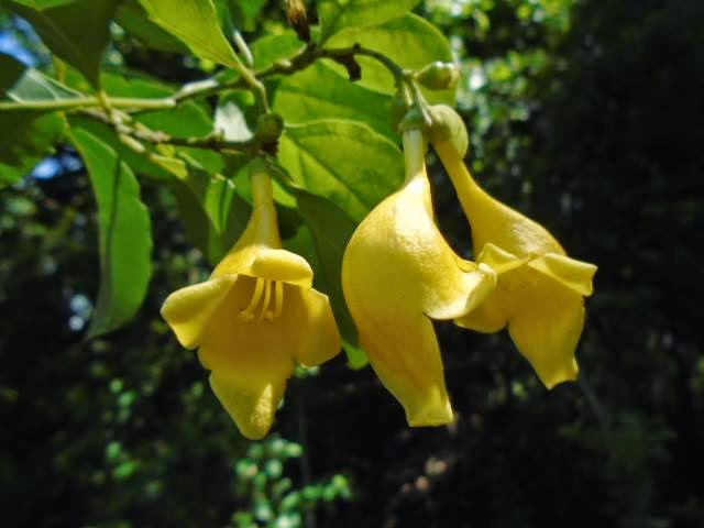 Photographic Handbook of Phil. Plants and Flowers: G