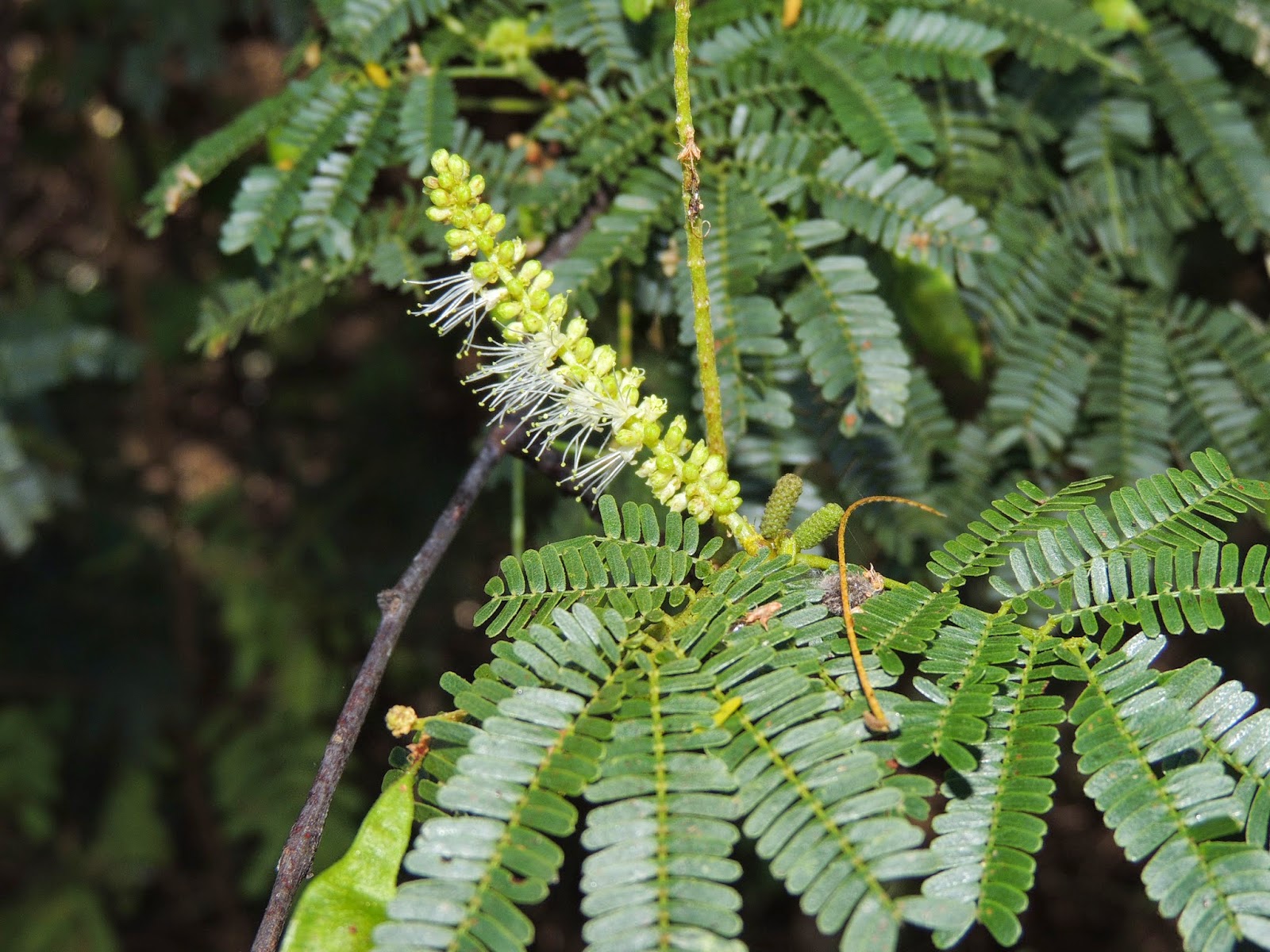 Fabaceae - Leguminosae no Brasil: Fabaceae - Mimosa tenuiflora (Willd ...