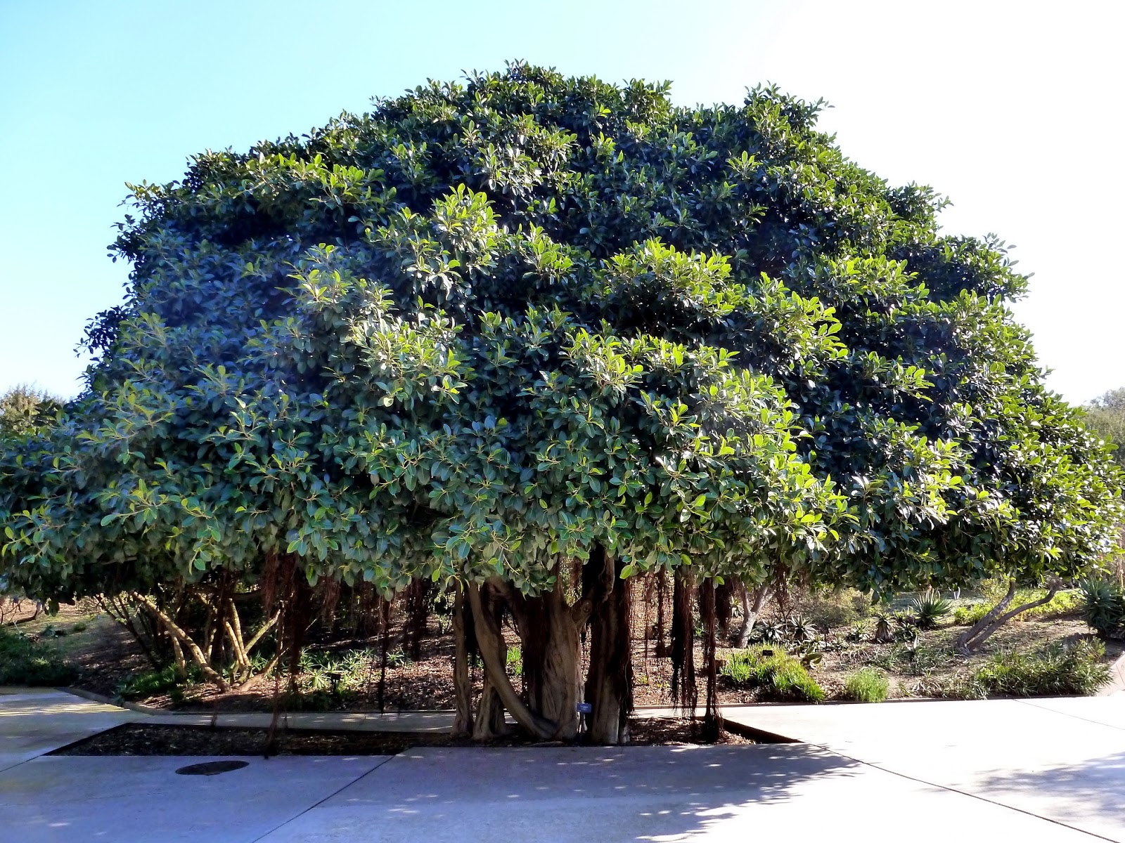 Árboles con alma: Ficus Rubiginosa. Higuera de Port Jackson