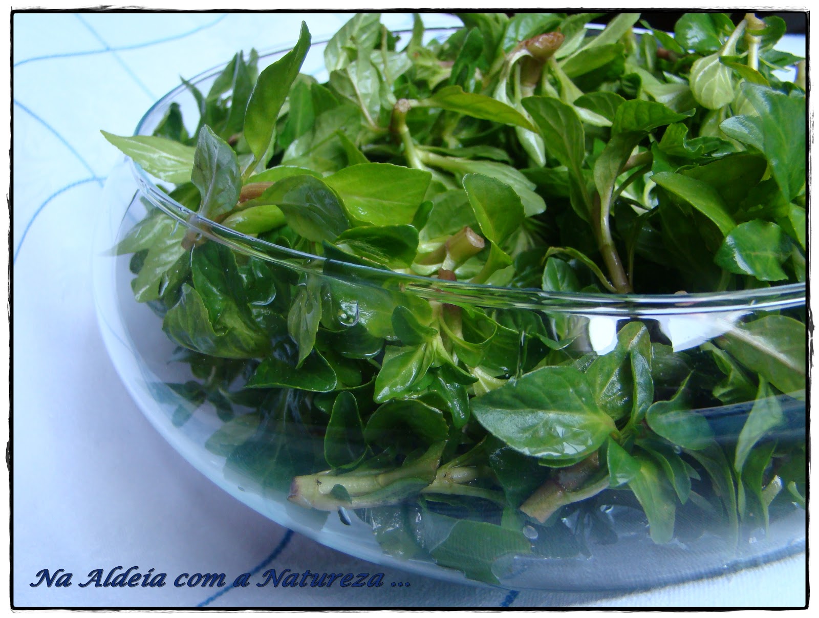 Na Aldeia com a Natureza: Erva Aromática - O Poejo