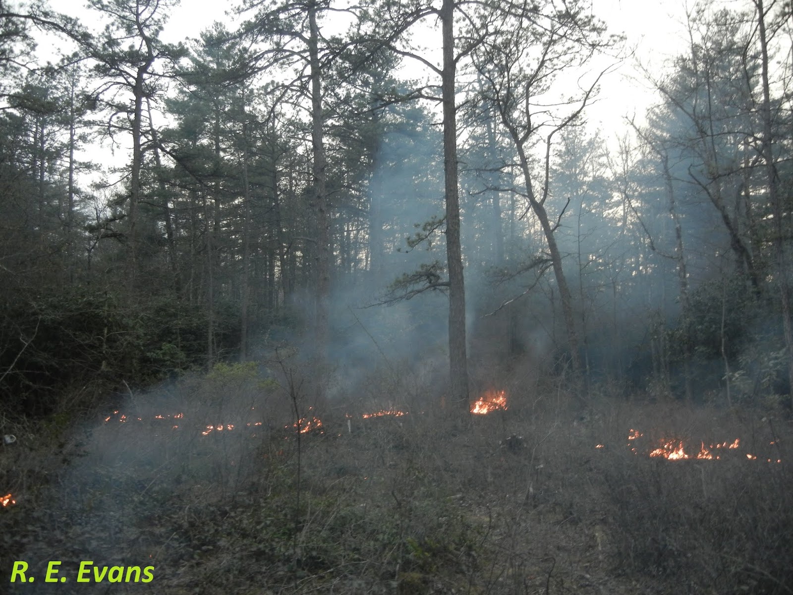 NC Plant Conservation & Beyond: Lost & Found: Bog Rose