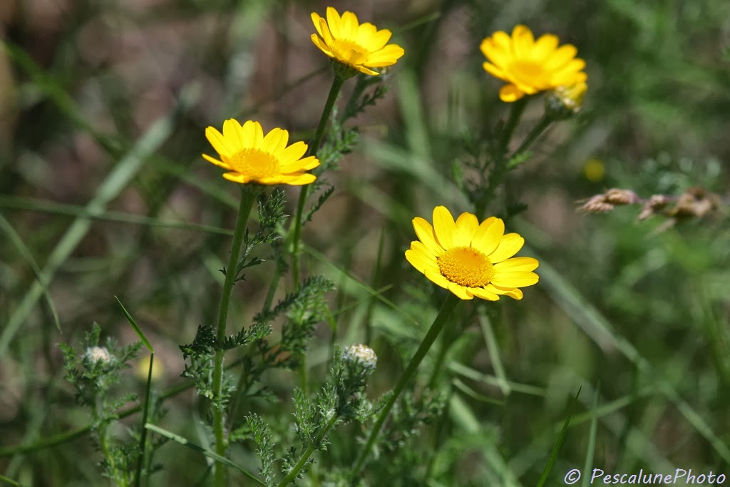 Flore de Camargue: Anacyclus radiatus, Anacycle radié