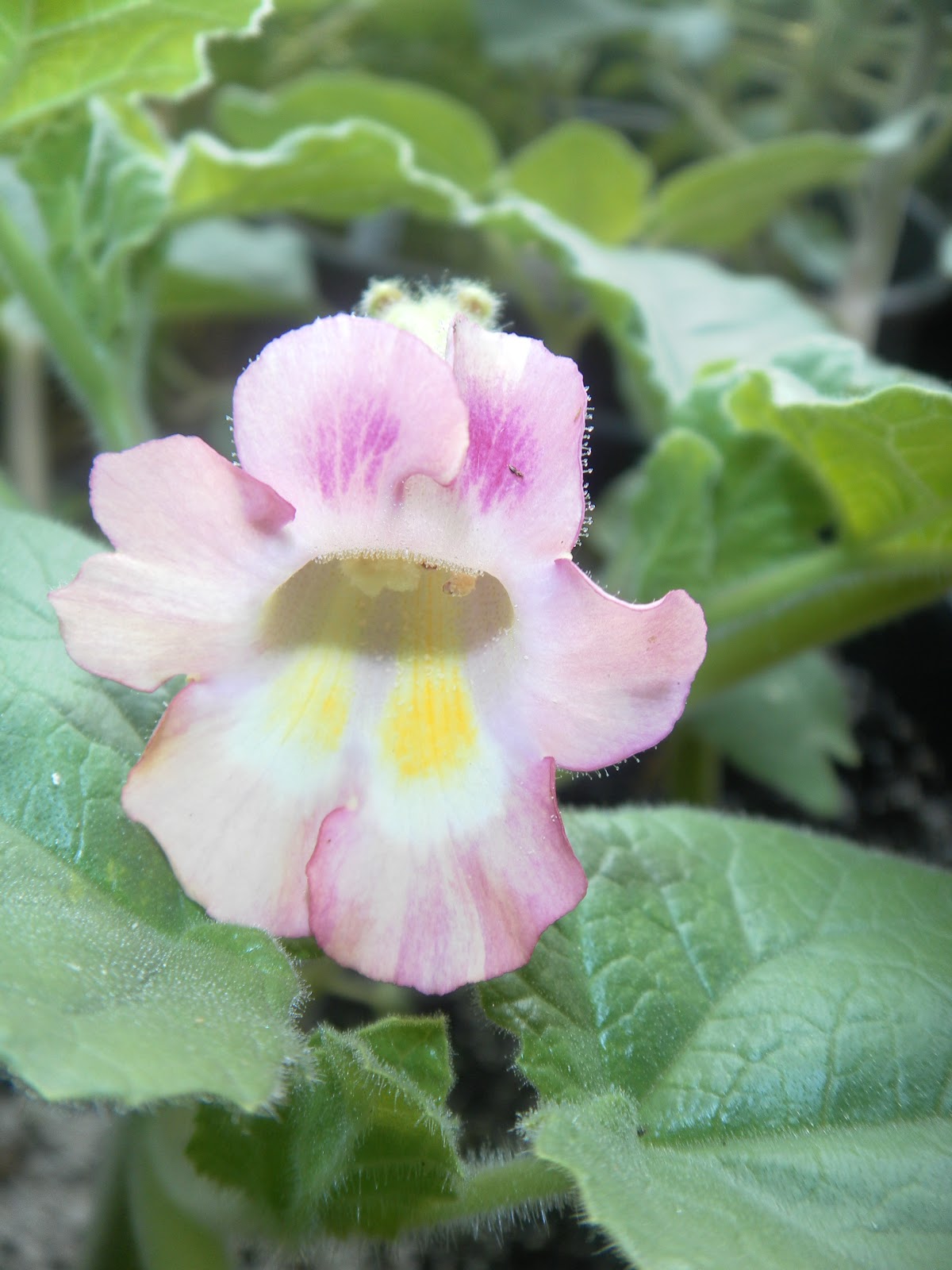 Scirpidiella's Plants: Devil's Claws (family Martyniaceae)