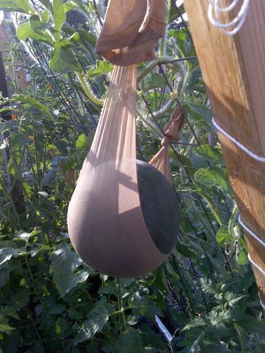 Garden Grow: Growing Vertically