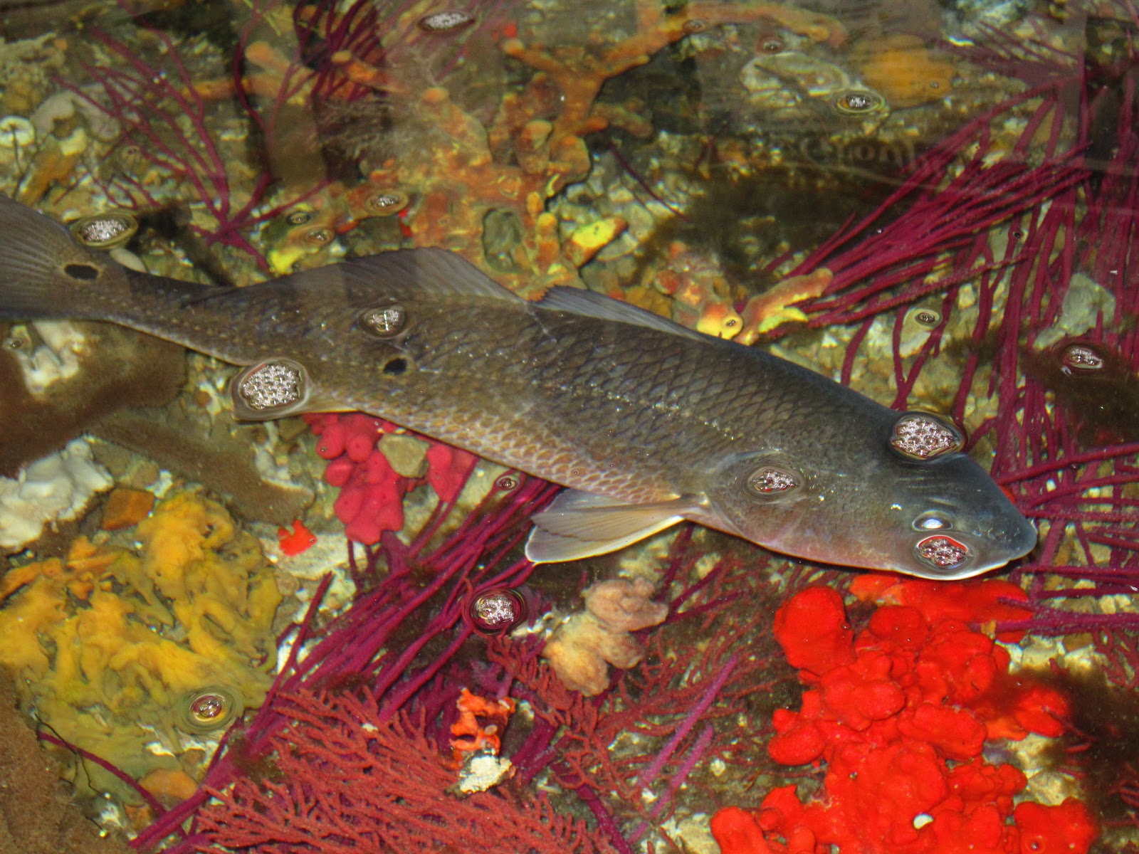 North Florida Seagrass: The Importance of Seagrass in the Gulf