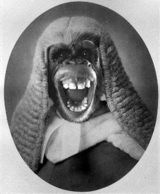 MonkeyBeat 65: Please Don't Sue Me | MonkeyBeat