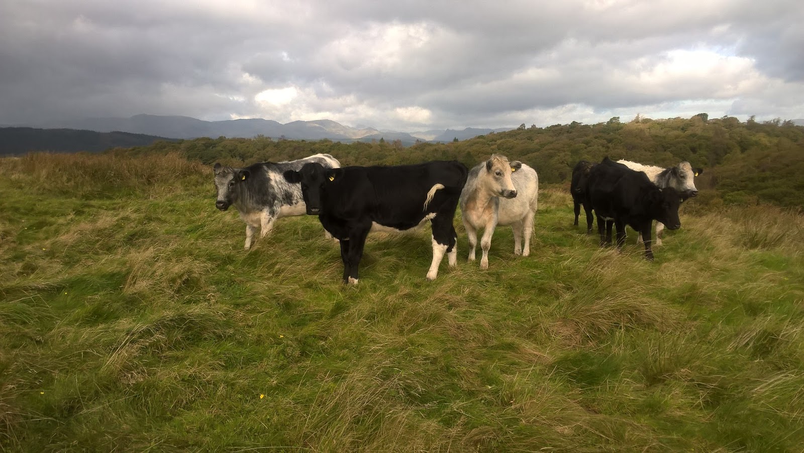 Central and East Lakes Rangers: 'Rare Albion cattle recognised on the ...