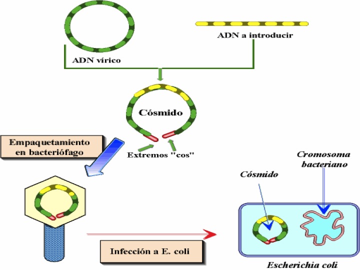 BIOTECNOLOGIA 1: MARCO TEORICO