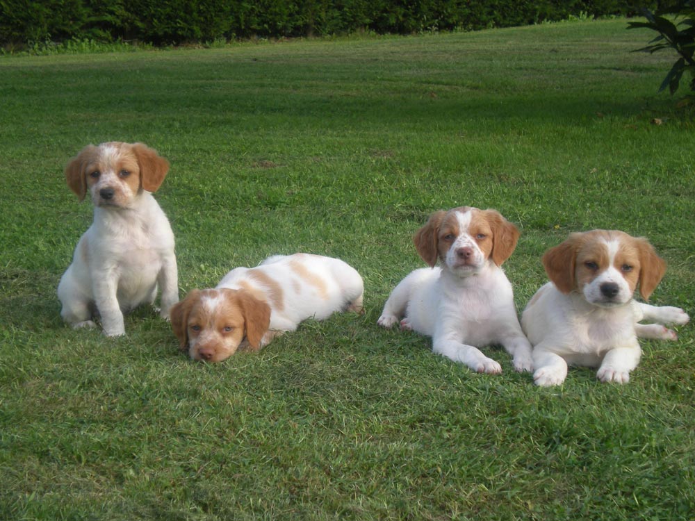 Perros de caza: SPANIEL BRETÓN