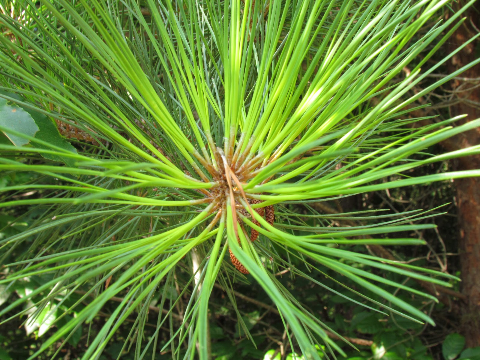 A Year With the Trees: Shortleaf Pine - Pinus echinata
