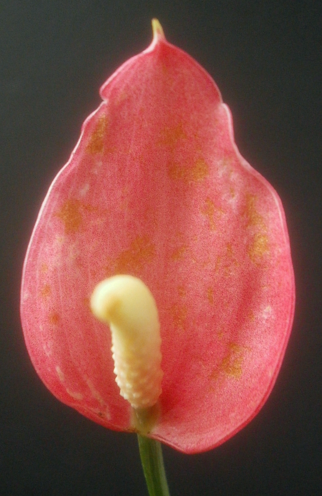 Plants are the Strangest People: Anthurium no. 0373: "Shangela Laquifa ...