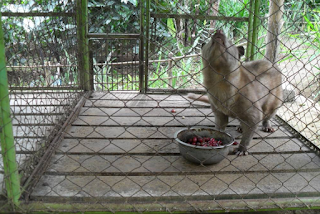 Cara Budidaya dan Beternak: CARA PENANGKARAN LUAK