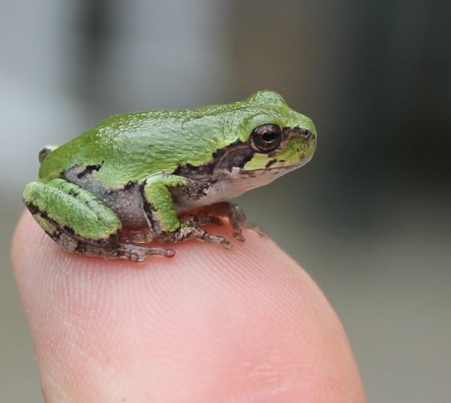 Cottage Country Reflections: ♪♫♩ Who's that Gray tree frog in the window?