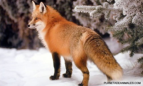 DEL LOBO GRIS FAMILY: Razas de Zorros