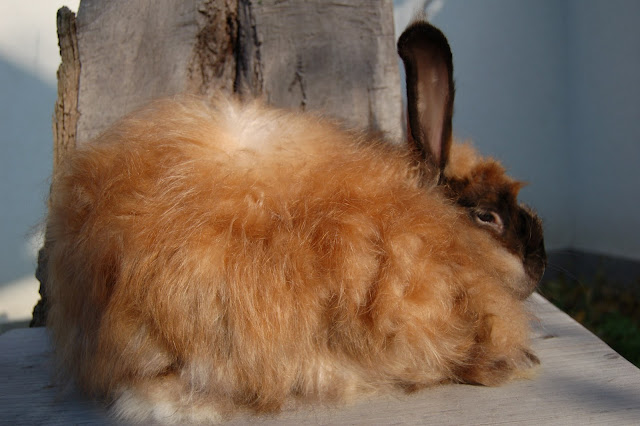 Tulipán Angóra: Our Satin Angora Rabbits