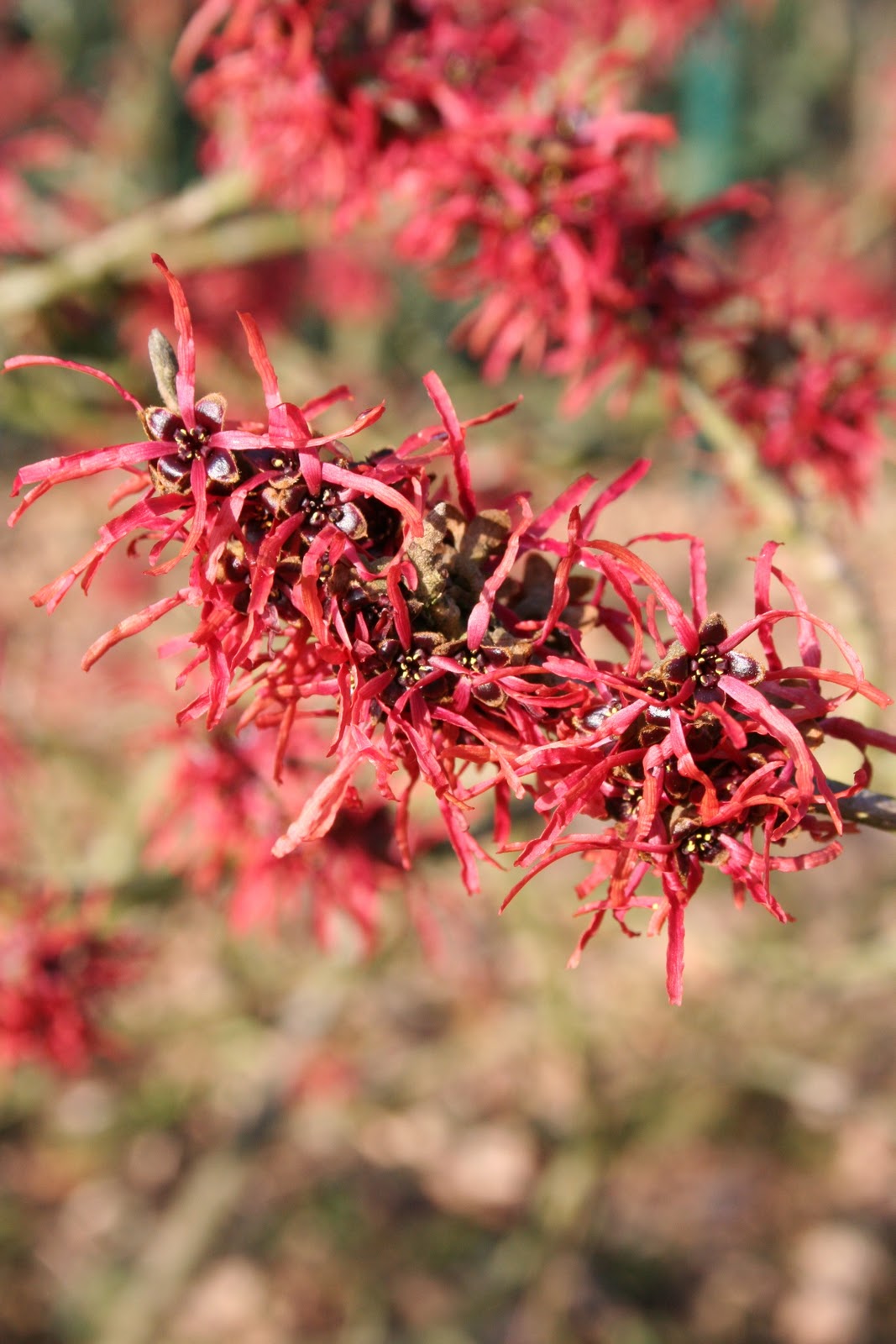 Garden Living: Trollhassel - Hamamelis