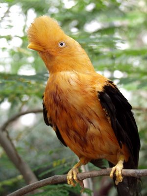 Conociendo a los animales: Tunqui