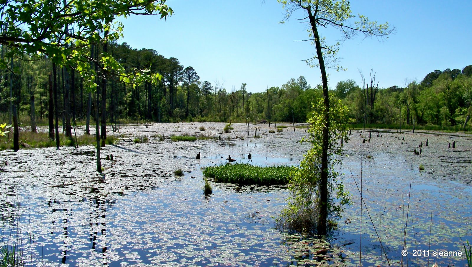 Project Rewire: Peace. Tranquility. Harmony. All alive and well for ...