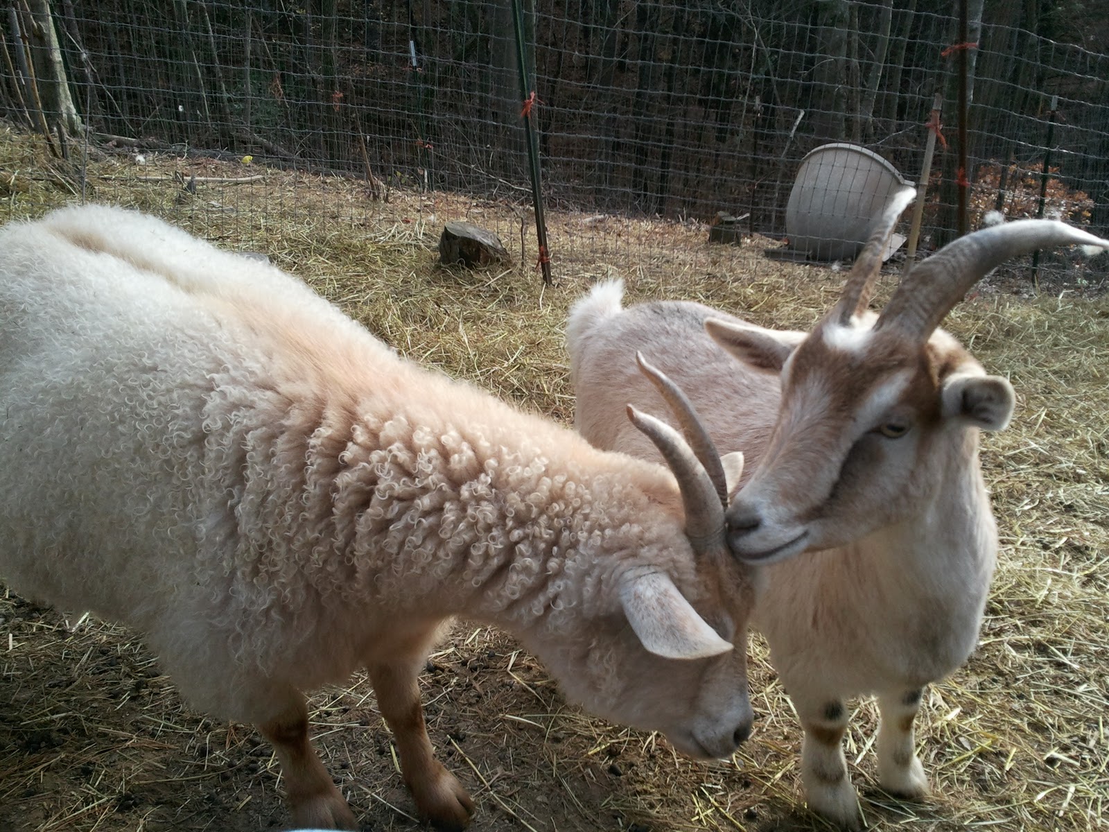 ANVO Acres: Goats and 'The Goat Girls'