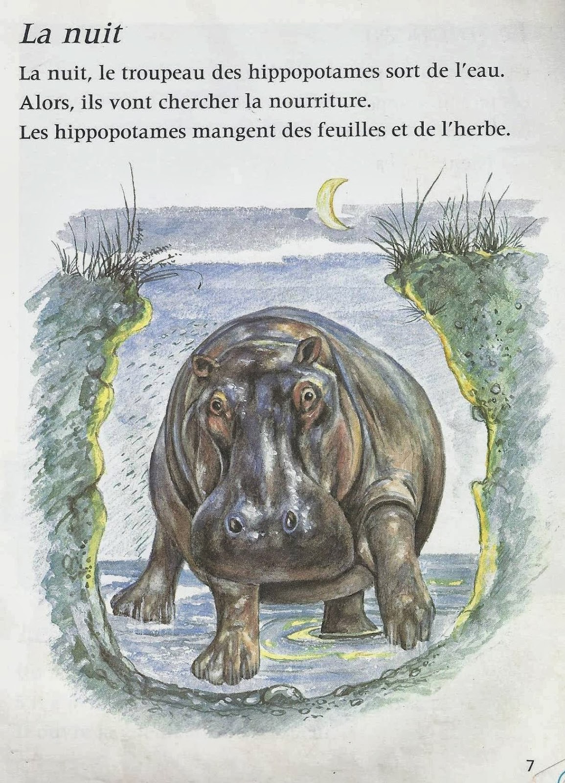 Leçons de choses: L'hippopotame