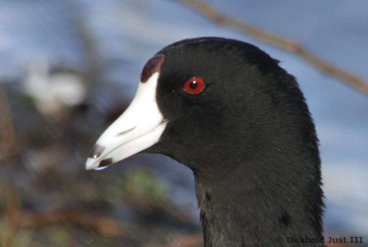 Birdmandea: Those Fighting Mud Hens