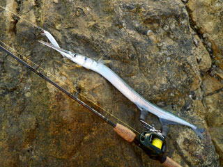 SECRET BARRAMUNDI by Hiro Nakamura: Longtong 2 REBEL MINNOWWinter Season