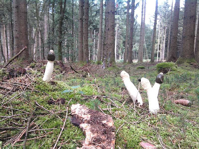 Scratchpad,: Champ de bites.