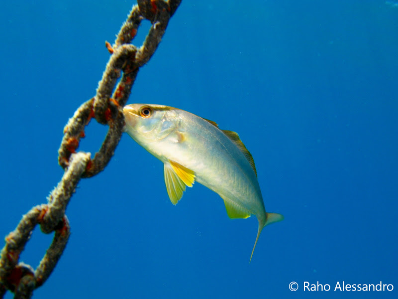 Necton e Plancton: Pesci: Ricciola