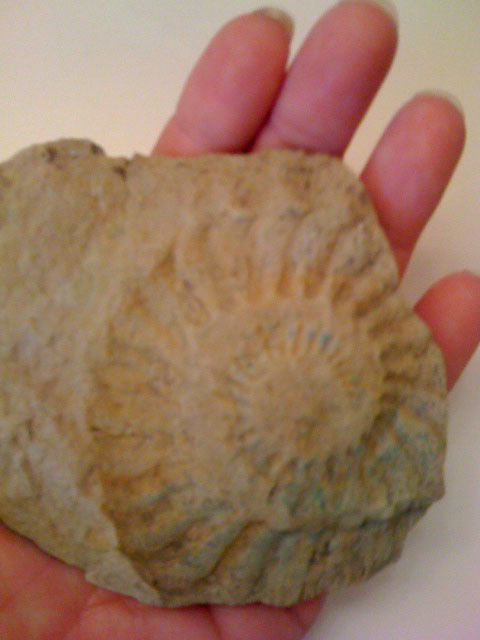 Louisville Fossils and Beyond: Coiled Nautiloid Fossil Imprint