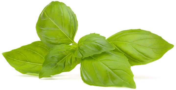 Iniloh Manfaat Kemangi Untuk Kecantikan Dan Kesehatan Kamu!