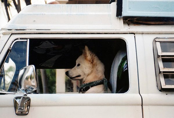 40 Cool dogs driving cars (40 pics) | Amazing Creatures