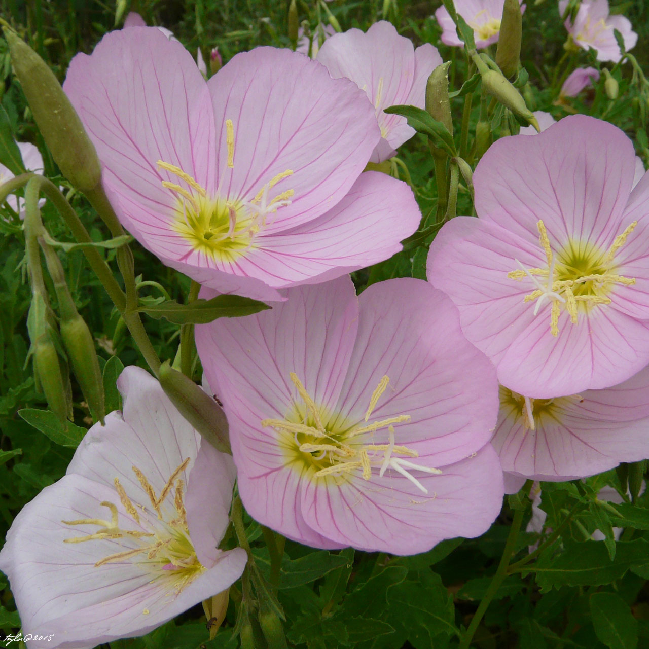 Fredericksburg Texas Culture Blog: April 2015 Showers of Flowers