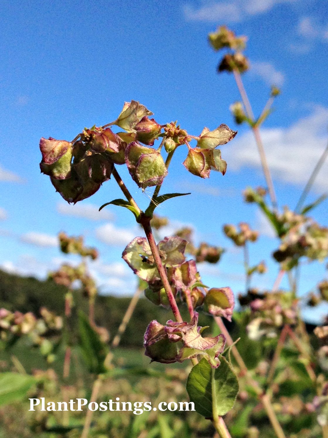 PlantPostings: Wildflower Wednesday: Chance encounters