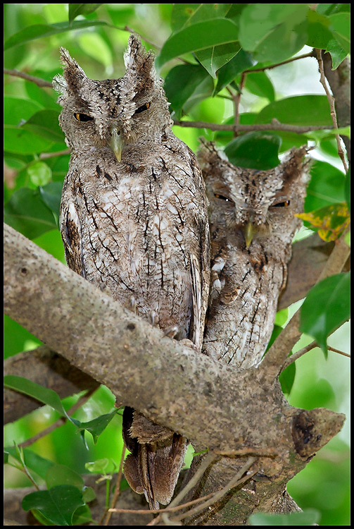Bellas Aves de El Salvador: Megascops (Otus) cooperi (búho del pacífico ...